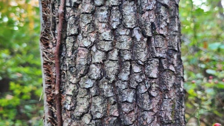 The American Persimmon – A Comprehensive Profile – GrowIt BuildIT