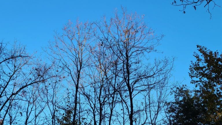 The American Persimmon – A Comprehensive Profile – GrowIt BuildIT