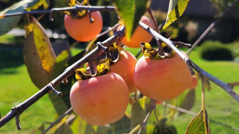 The American Persimmon – A Comprehensive Profile – GrowIt BuildIT