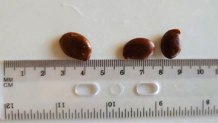 The American Persimmon – A Comprehensive Profile – GrowIt BuildIT