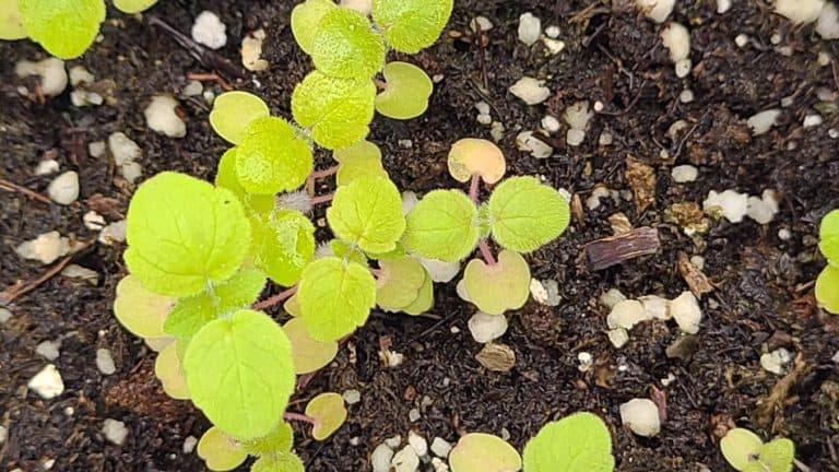 Purple Giant Hyssop – An Amazing Pollinator Magnet – GrowIt BuildIT