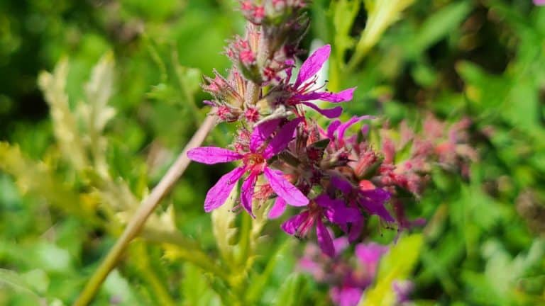 Purple Loosestrife – A beautiful, but horrible invasive plant – GrowIt ...