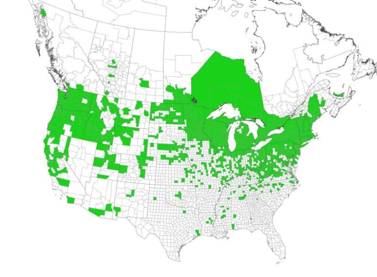 Purple Loosestrife – A beautiful, but horrible invasive plant – GrowIt ...