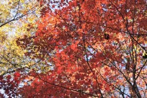 Maple Tree Identification – A Complete Guide – GrowIt BuildIT