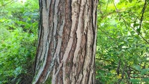 The Red Maple Tree – A Complete Profile – GrowIt BuildIT