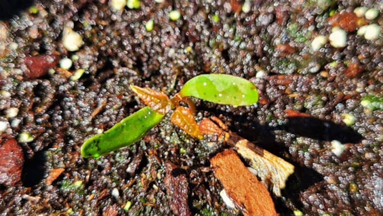 The Red Maple Tree – A Complete Profile – GrowIt BuildIT