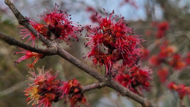 The Red Maple Tree – A Complete Profile – GrowIt BuildIT