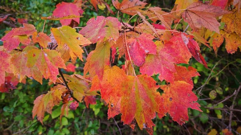 The Red Maple Tree – A Complete Profile – GrowIt BuildIT