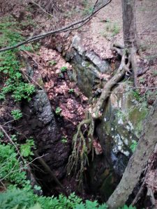 How Plant Roots Work – GrowIt BuildIT