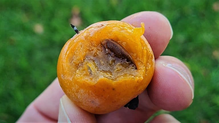 The American Persimmon – A Comprehensive Profile – GrowIt BuildIT