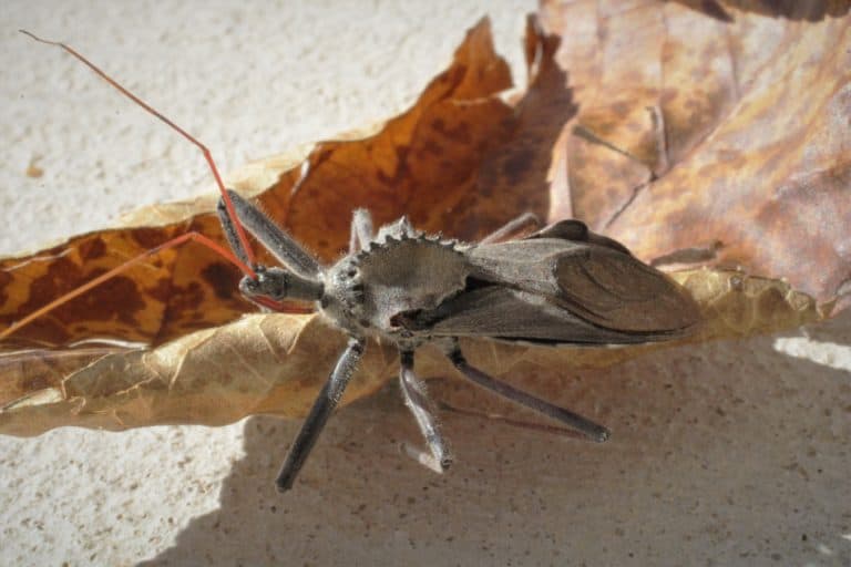 The Assassin Bug – A Scary, But Beneficial Garden Insect – GrowIt BuildIT
