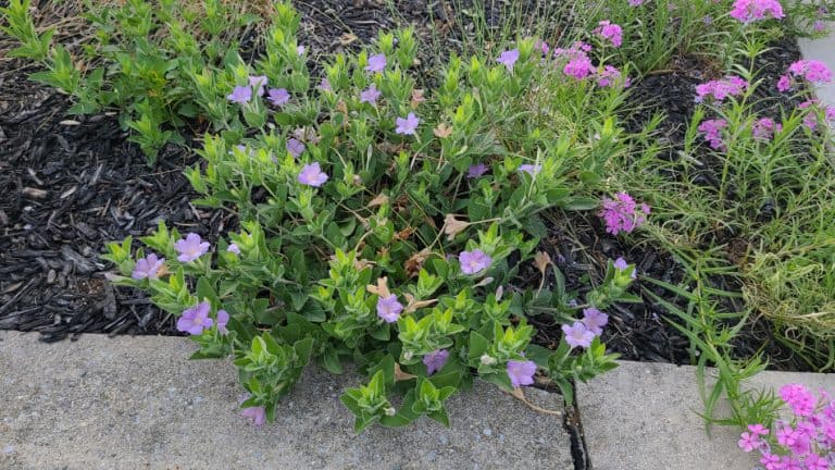 Hairy Wild Petunia (Ruellia humilis) – GrowIt BuildIT