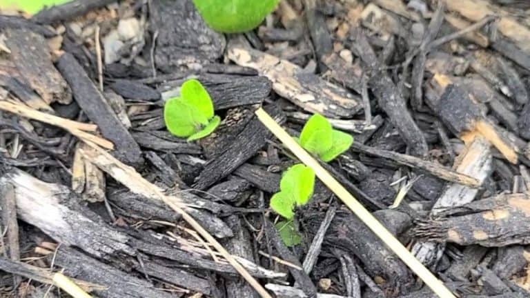 Native Wild Petunias – A Complete Guide – GrowIt BuildIT