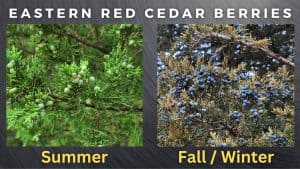 Complete Guide To Eastern Red Cedar – What You NEED To Know – GrowIt ...