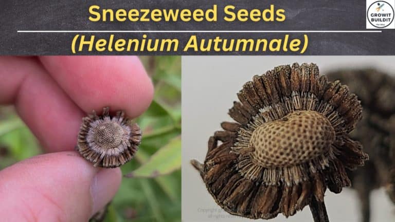 Complete Guide To Sneezeweed (Helenium Autumnale) – GrowIt BuildIT
