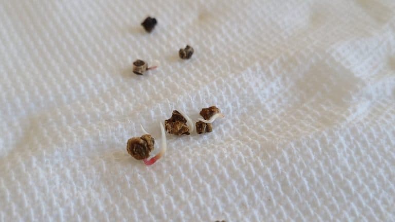 How To Germinate Seeds On Paper Towels – A Total Guide – GrowIt BuildIT