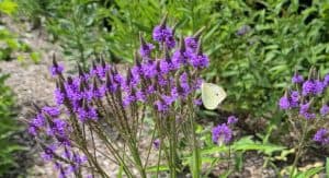 Blue Vervain – A Complete Guide For What You NEED To Know – GrowIt BuildIT