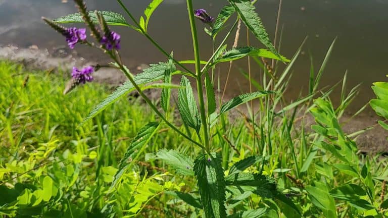 Blue Vervain – A Complete Guide For What You NEED To Know – GrowIt BuildIT