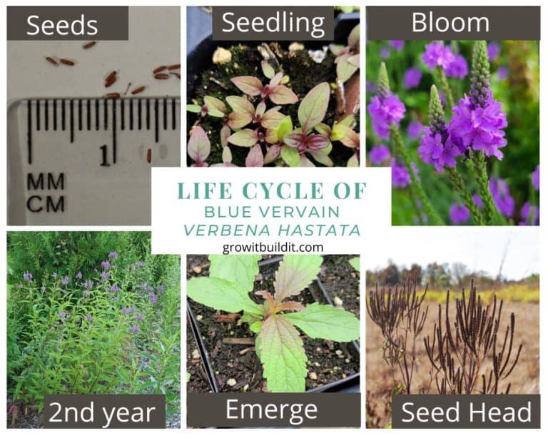 Blue Vervain – A Complete Guide For What You NEED To Know – GrowIt BuildIT