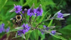 Blue Vervain – A Complete Guide For What You NEED To Know – GrowIt BuildIT