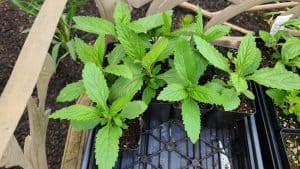 Blue Vervain – A Complete Guide For What You NEED To Know – GrowIt BuildIT