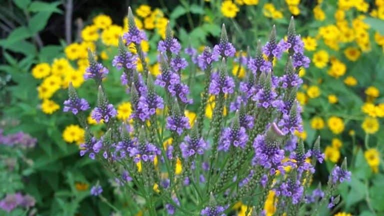 Blue Vervain – A Complete Guide For What You NEED To Know – GrowIt BuildIT