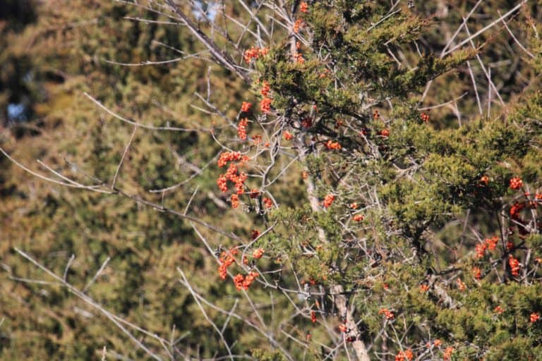 A Beginner's Guide To Native Eastern Red Cedar Trees | GrowIt BuildIT