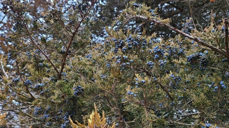 40 Edible Native Plants! – GrowIt BuildIT