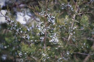 A Beginner's Guide To Native Eastern Red Cedar Trees | GrowIt BuildIT
