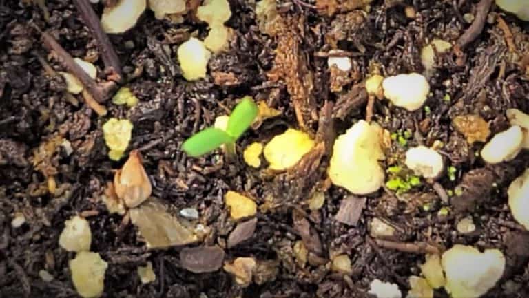 A Beginner's Guide To Native Eastern Red Cedar Trees | GrowIt BuildIT