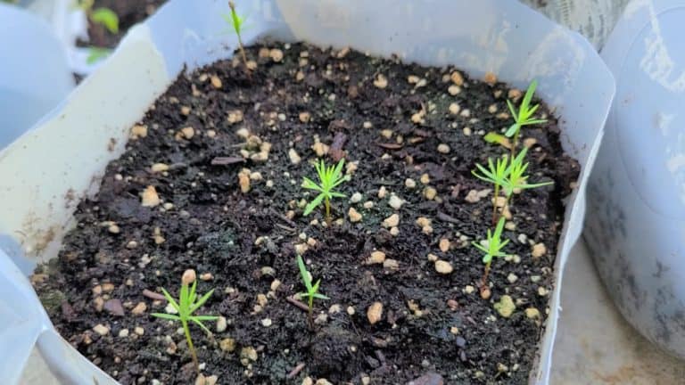 A guide to starting Red Cedar from seed, with actual results | GrowIt ...