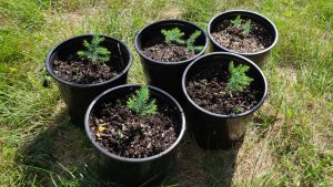 A Beginner's Guide To Native Eastern Red Cedar Trees | GrowIt BuildIT