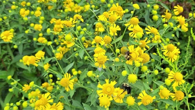 Complete Guide To Sneezeweed (Helenium Autumnale) – GrowIt BuildIT