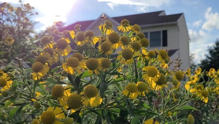 Complete Guide To Sneezeweed (Helenium Autumnale) – GrowIt BuildIT