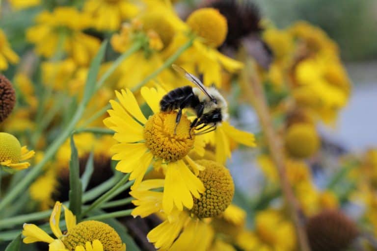 Complete Guide To Sneezeweed (Helenium Autumnale) – GrowIt BuildIT
