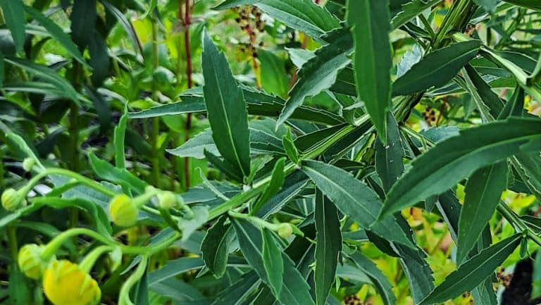 Complete Guide To Sneezeweed (Helenium Autumnale) – GrowIt BuildIT