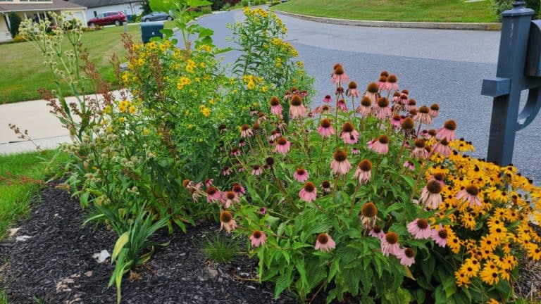 Complete Guide To Sneezeweed (Helenium Autumnale) – GrowIt BuildIT
