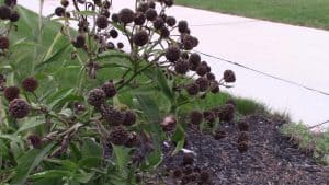 Complete Guide To Sneezeweed (Helenium Autumnale) – GrowIt BuildIT