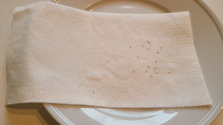 How To Germinate Seeds On Paper Towels – A Total Guide – GrowIt BuildIT