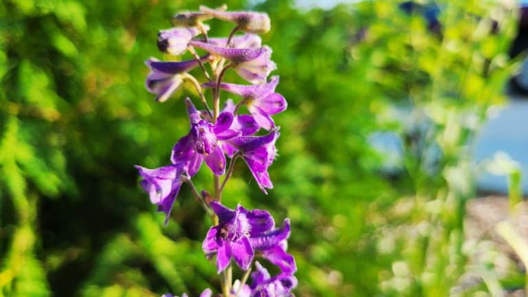 Tall larkspur – A Complete Guide To Delphinium Exaltatum – GrowIt BuildIT