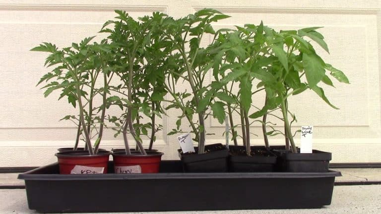 How To Grow Big Tomato Seedlings Quickly – GrowIt BuildIT