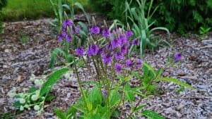 Blue Vervain – A Complete Guide For What You NEED To Know – GrowIt BuildIT