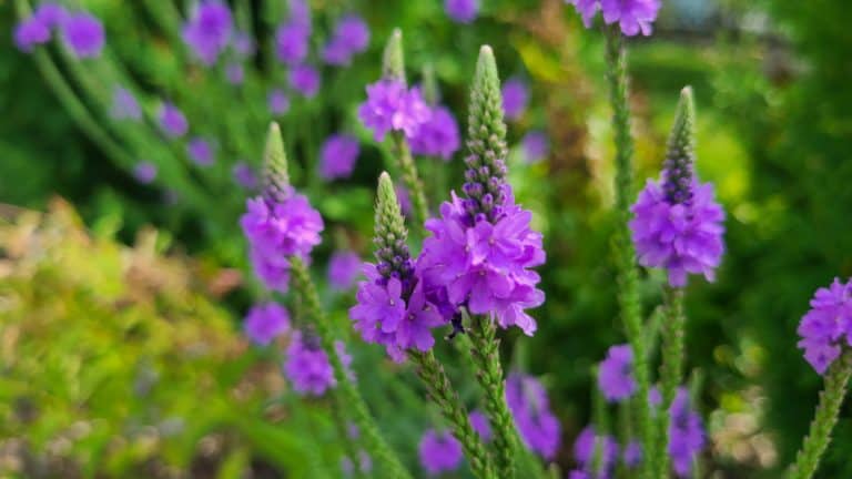 Blue Vervain – A Complete Guide For What You NEED To Know – GrowIt BuildIT