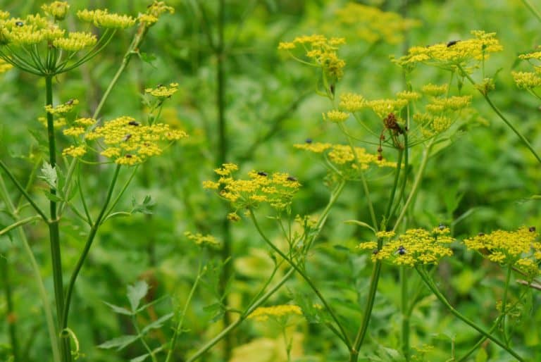 Wild Parsnip – Guide To Identification, Treatment & Control – GrowIt ...