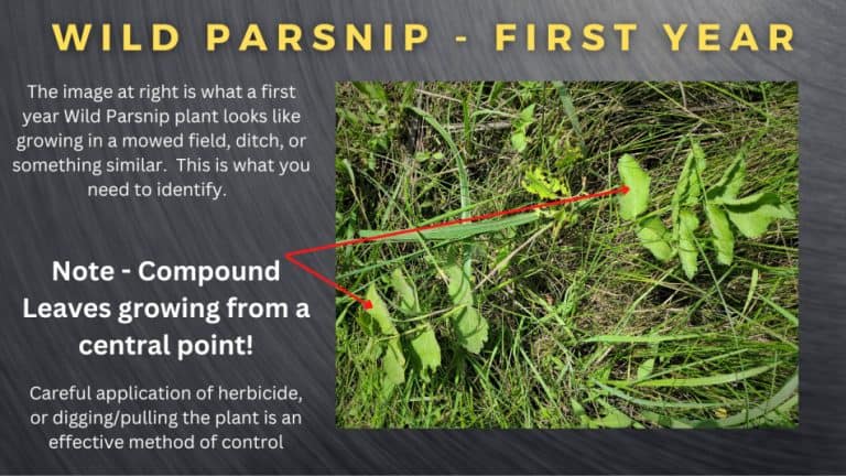Wild Parsnip – Guide To Identification, Treatment & Control – GrowIt ...