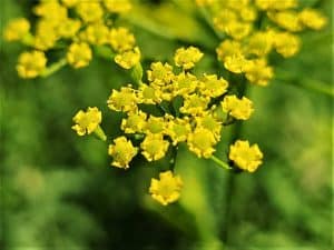 Wild Parsnip – Guide To Identification, Treatment & Control – GrowIt ...