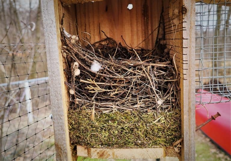 How To Clean Out A Birdhouse Or Nest Box – GrowIt BuildIT