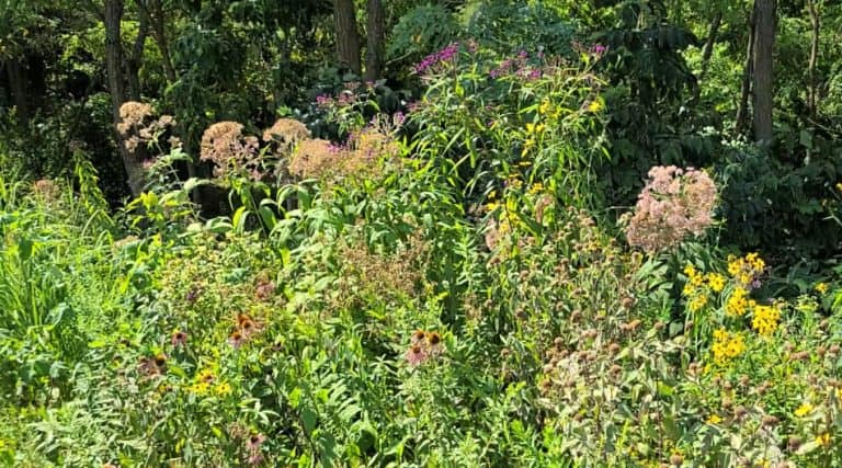 New York Ironweed – A Wonderful Native Wildflower – GrowIt BuildIT