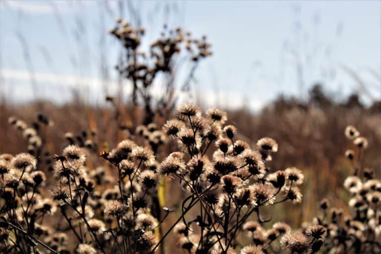 New York Ironweed – A Wonderful Native Wildflower – GrowIt BuildIT