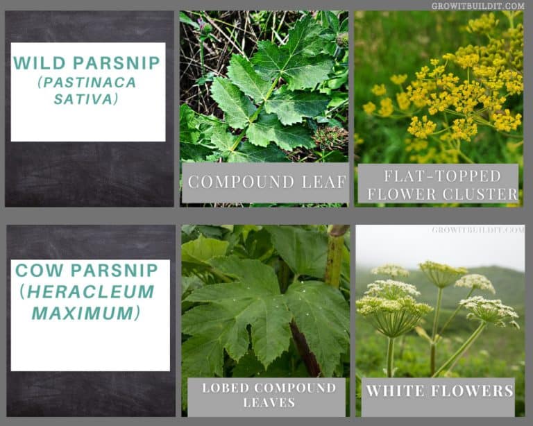Wild Parsnip – Guide To Identification, Treatment & Control – GrowIt ...